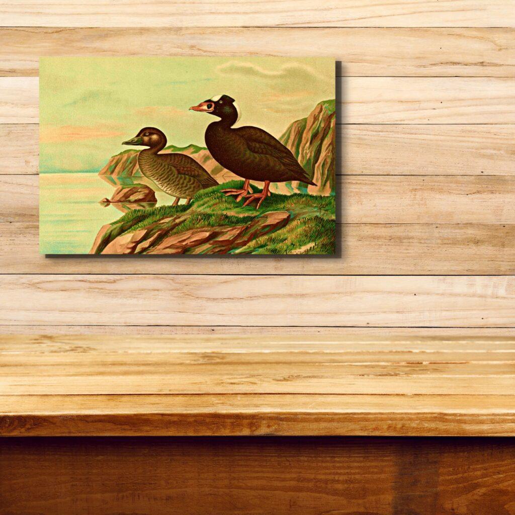 Printable Wildlife Art - Bellesima