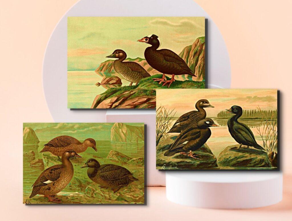 Printable Wildlife Art - Bellesima
