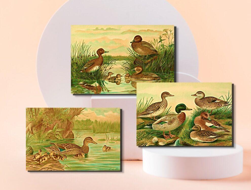 Printable Wildlife Art - Bellesima